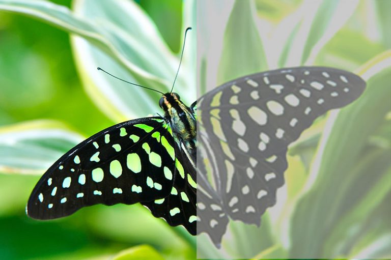 butterfly-contrast - Resolve Optics